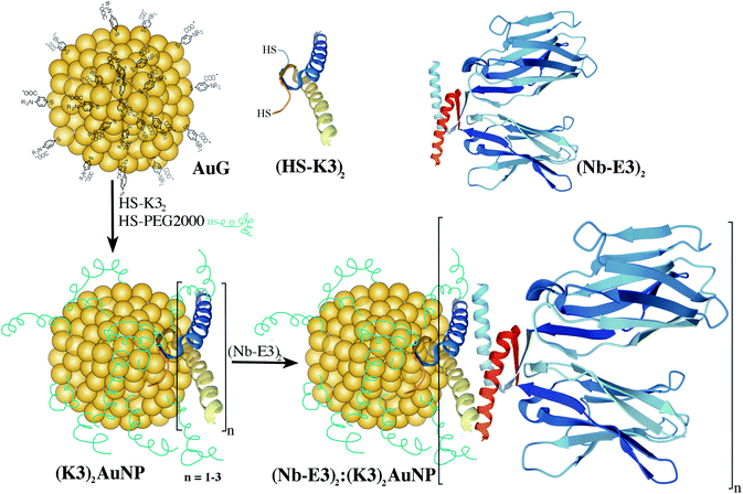 Gold labelling of a green fluorescent protein (GFP)-tag inside cells ...
