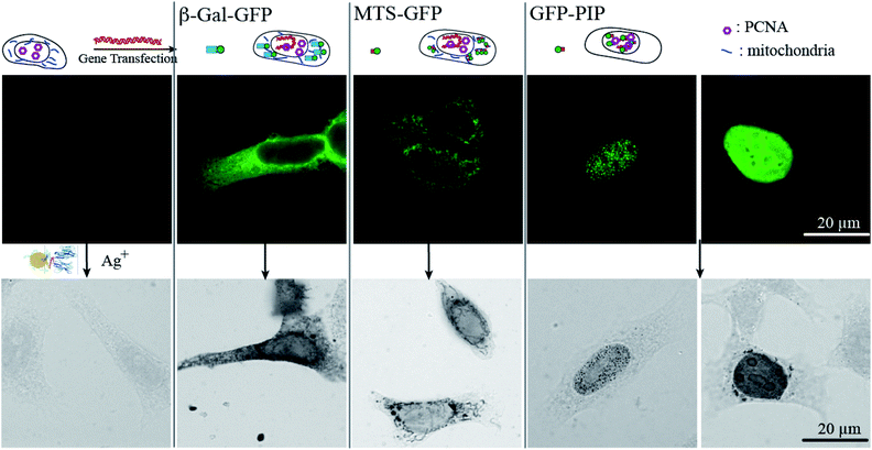Gold labelling of a green fluorescent protein (GFP)-tag inside cells ...