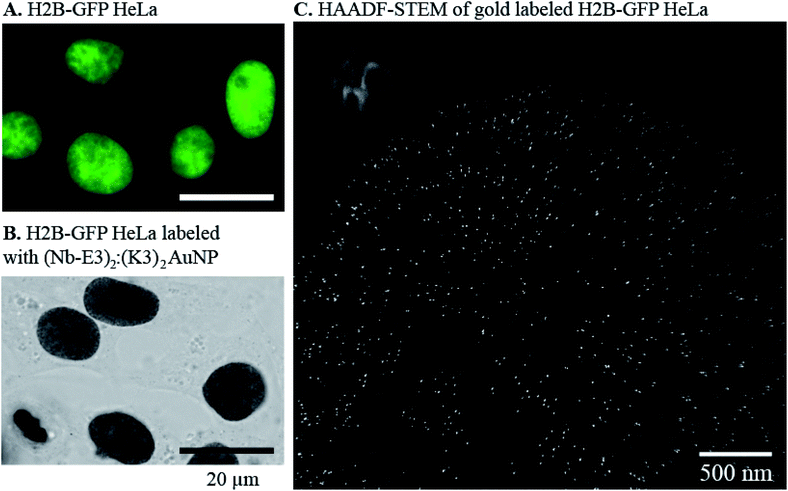 Gold labelling of a green fluorescent protein (GFP)-tag inside cells ...