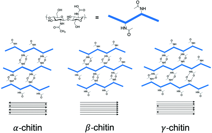 Chitin and chitosan on the nanoscale - Nanoscale Horizons (RSC ...