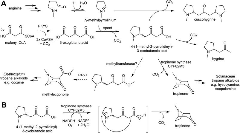 The scaffold-forming steps of plant alkaloid biosynthesis - Natural ...