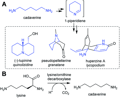 The scaffold-forming steps of plant alkaloid biosynthesis - Natural ...