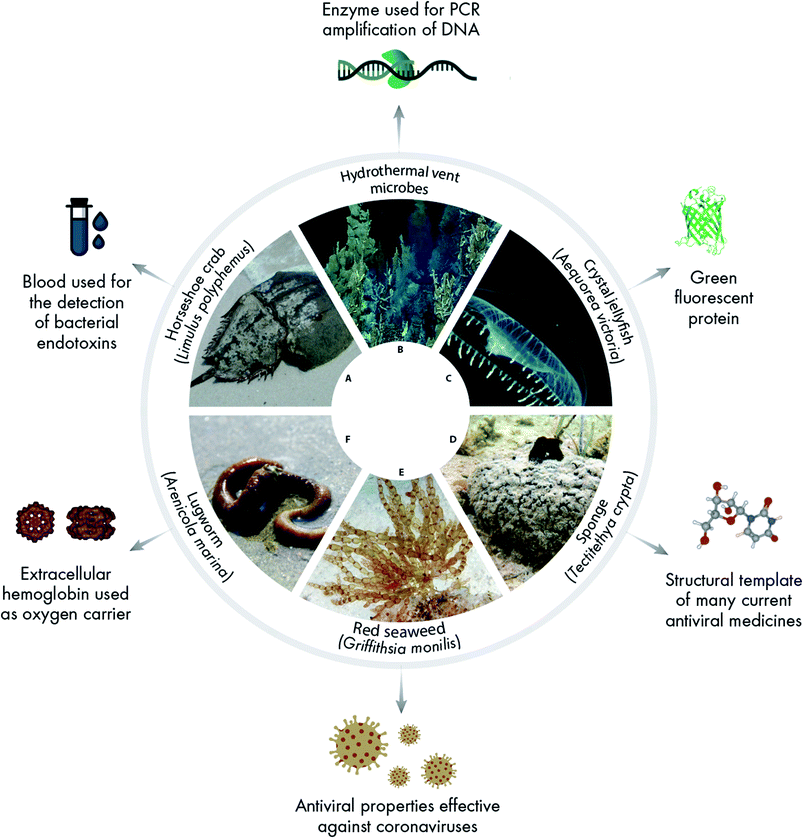 Unlocking the potential of marine biodiscovery - Natural Product ...