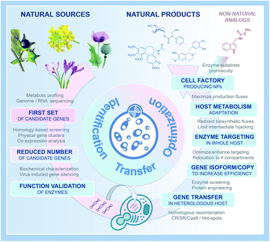 Metabolic engineering for plant natural products biosynthesis: new ...
