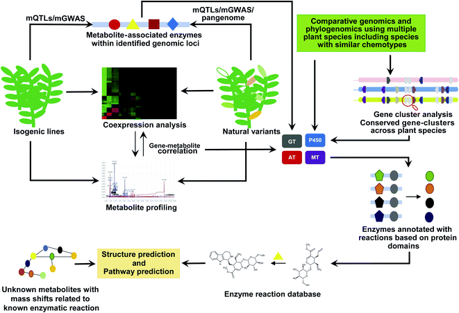 Metabolomics and complementary techniques to investigate the plant ...