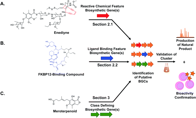 Genome mining methods to discover bioactive natural products - Natural ...