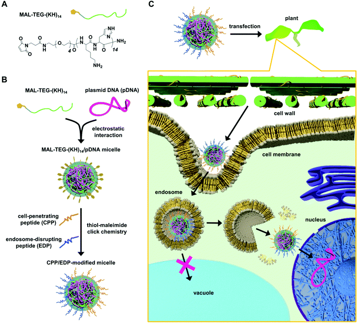 Endosome-escaping micelle complexes dually equipped with cell ...