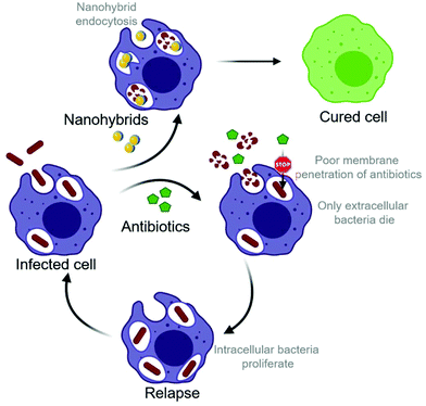Inorganic nanohybrids combat antibiotic-resistant bacteria hiding ...