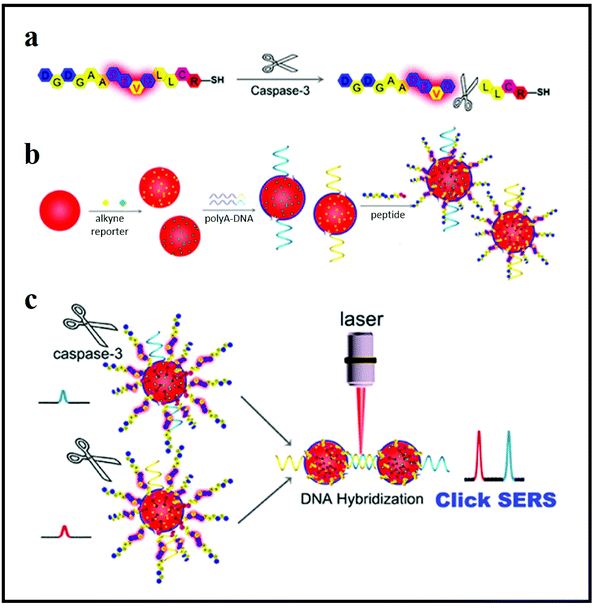Surface-enhanced Raman spectroscopy for bioanalysis and diagnosis ...