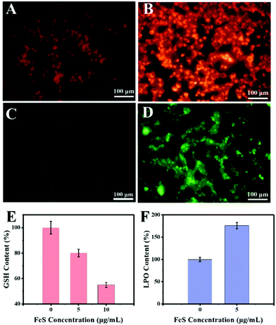 Regulating the synthesis rate and yield of bio-assembled FeS ...