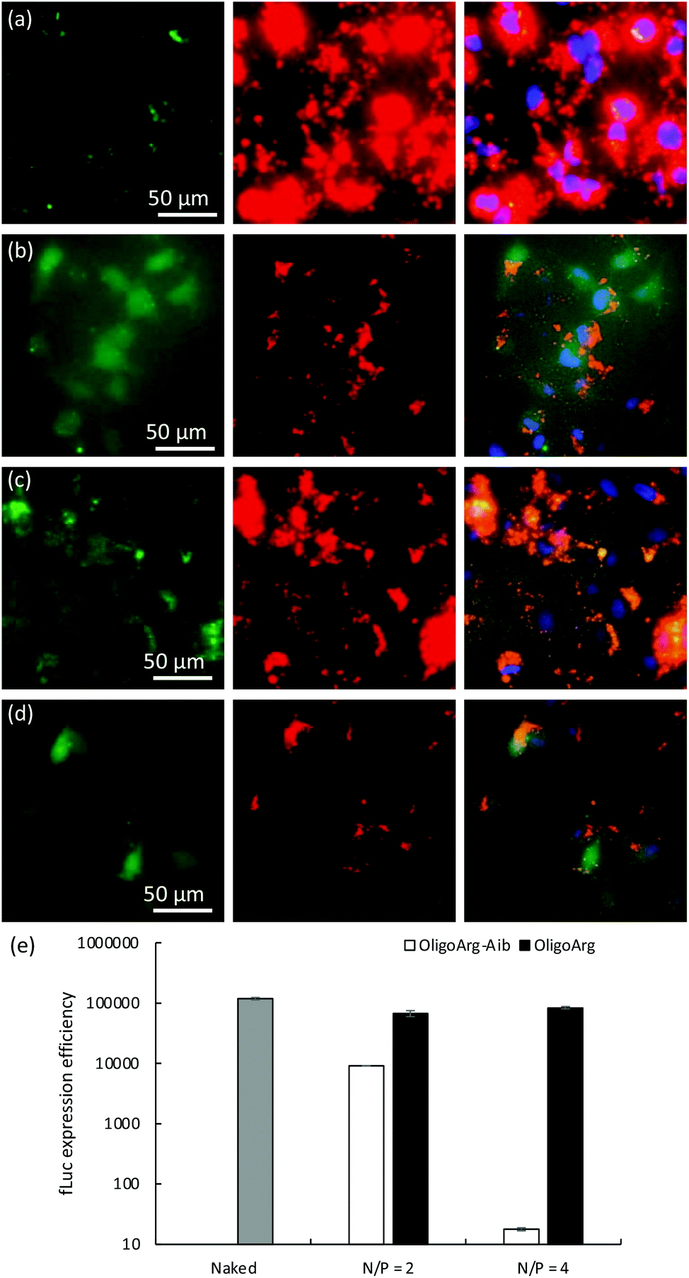 A helix foldamer oligopeptide improves intracellular stability and ...