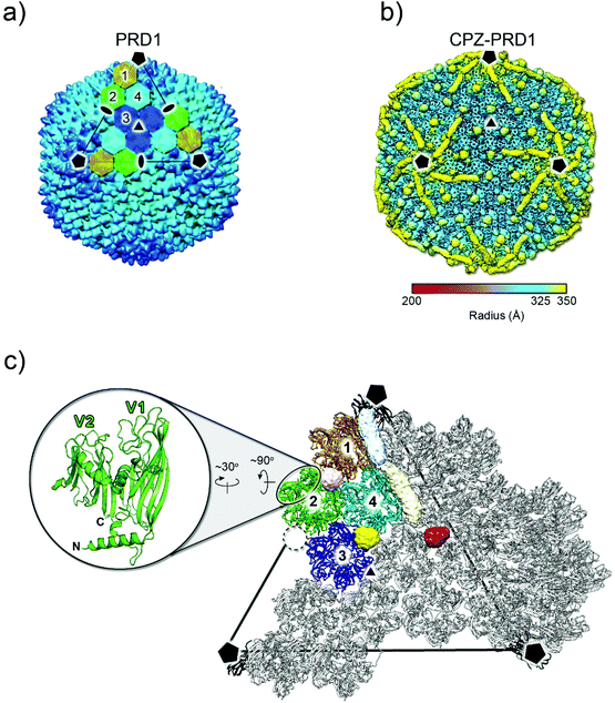 Bacteriophage PRD1 as a nanoscaffold for drug loading - Nanoscale (RSC ...
