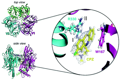 Bacteriophage PRD1 as a nanoscaffold for drug loading - Nanoscale (RSC ...