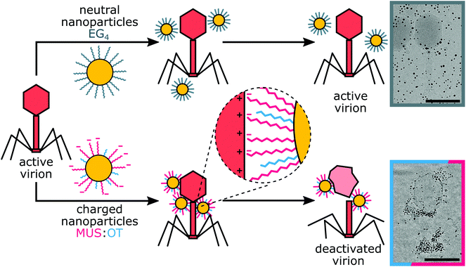 Broad-spectrum nanoparticles against bacteriophage infections ...