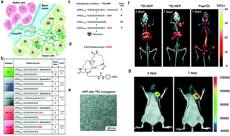 Self-assembly of peptide nanofibers for imaging applications ...