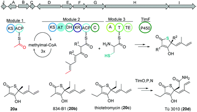 Recent highlights of biosynthetic studies on marine natural products ...