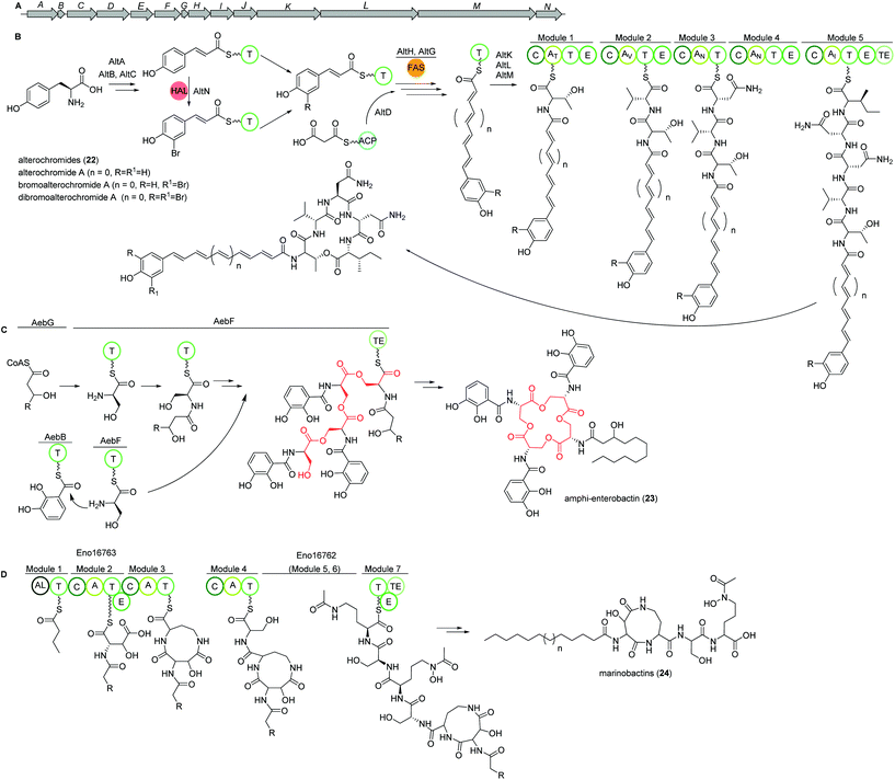Recent highlights of biosynthetic studies on marine natural products ...