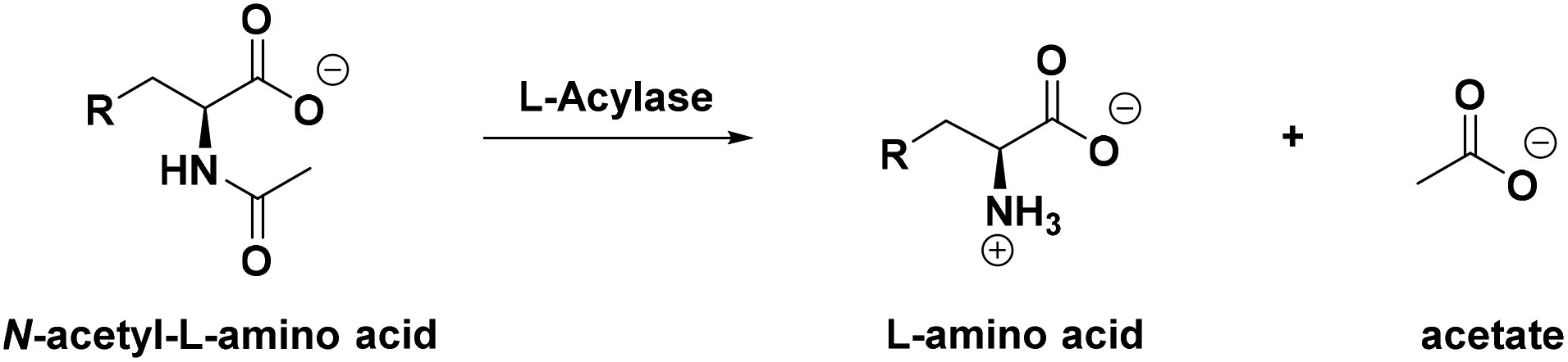 Direct monitoring of biocatalytic deacetylation of amino acid ...