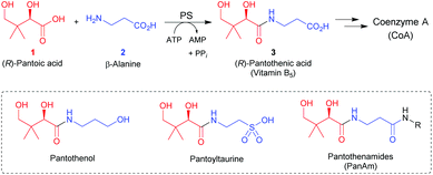 The broad amine scope of pantothenate synthetase enables the synthesis ...