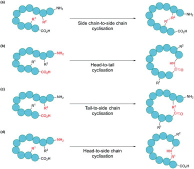 Approaches for peptide and protein cyclisation - Organic & Biomolecular ...