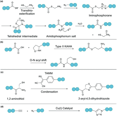 Approaches for peptide and protein cyclisation - Organic & Biomolecular ...