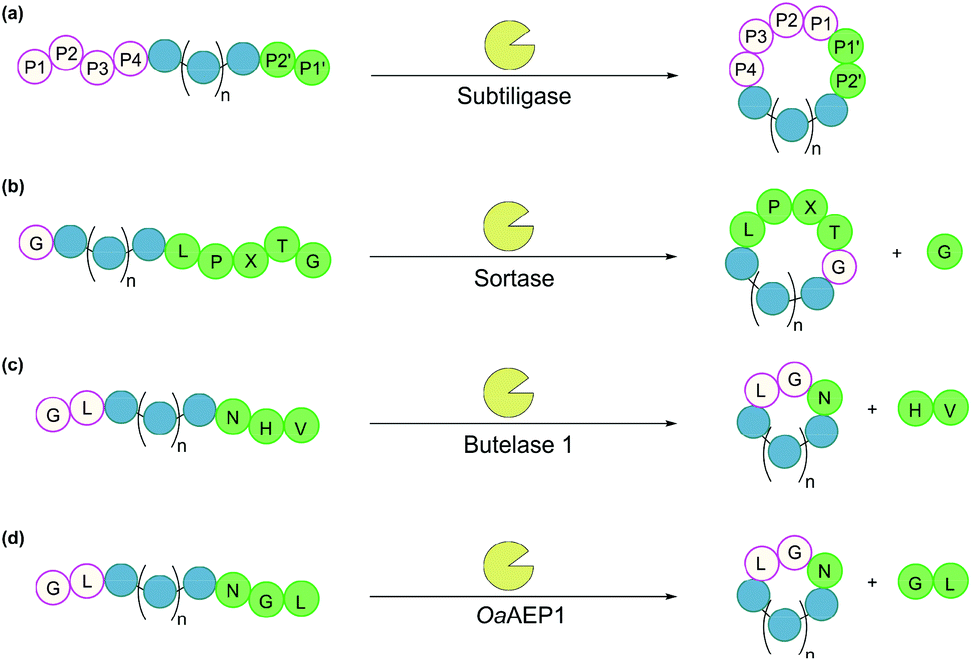 Approaches for peptide and protein cyclisation - Organic & Biomolecular ...
