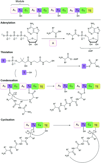 Approaches for peptide and protein cyclisation - Organic & Biomolecular ...