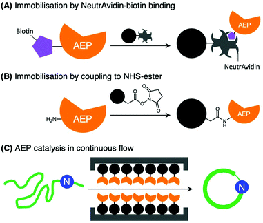 Asparaginyl endopeptidases: enzymology, applications and limitations ...