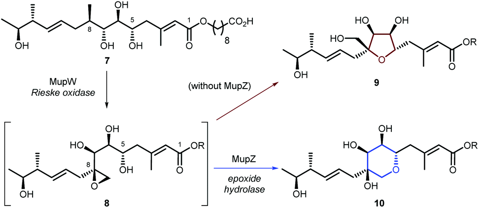 Ambruticins: tetrahydropyran ring formation and total synthesis ...