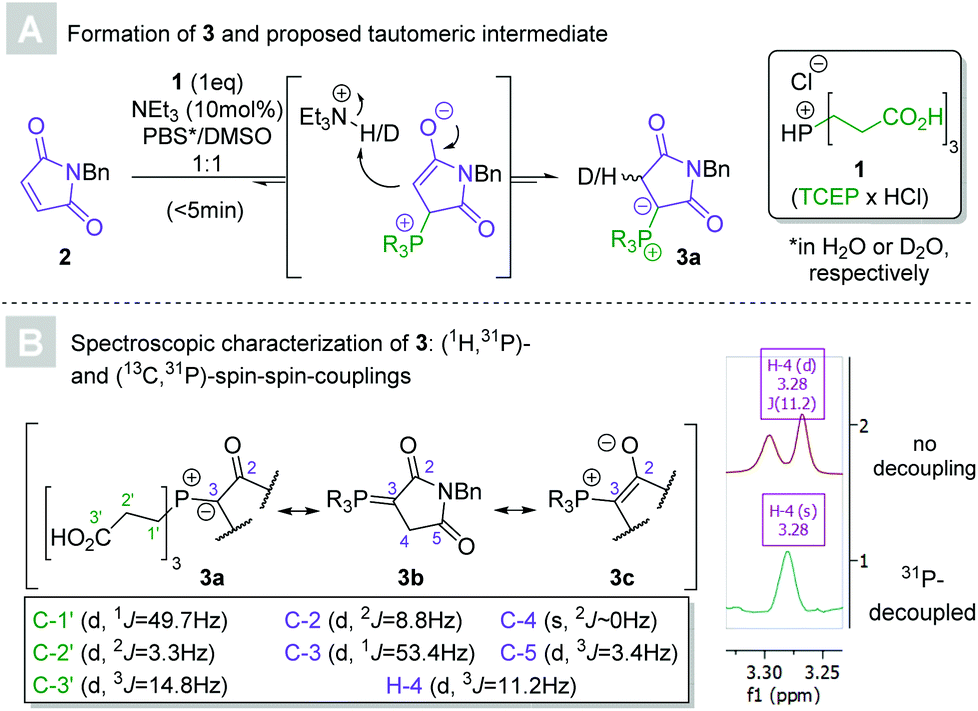 The Wittig bioconjugation of maleimide derived, water soluble ...