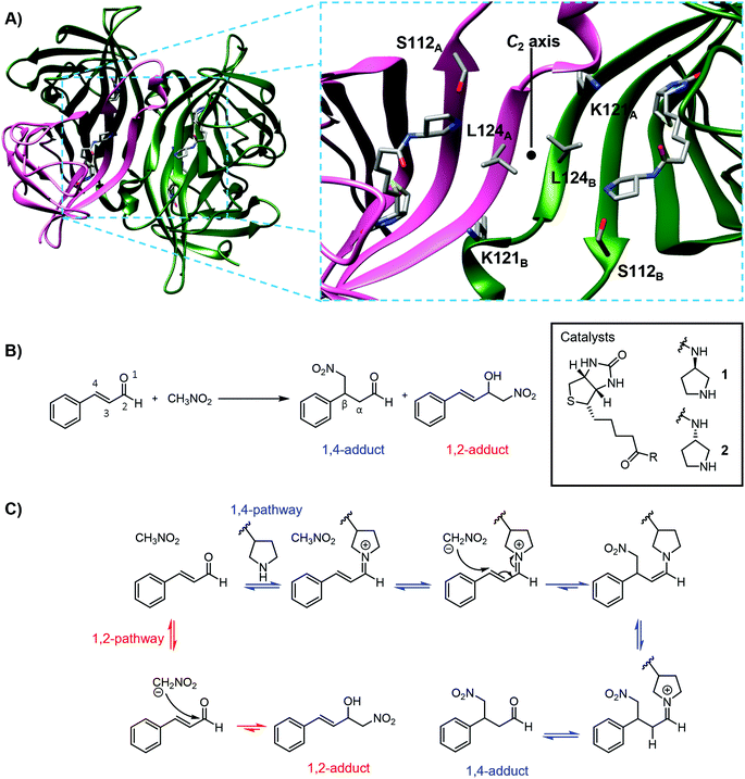 The role of streptavidin and its variants in catalysis by biotinylated ...