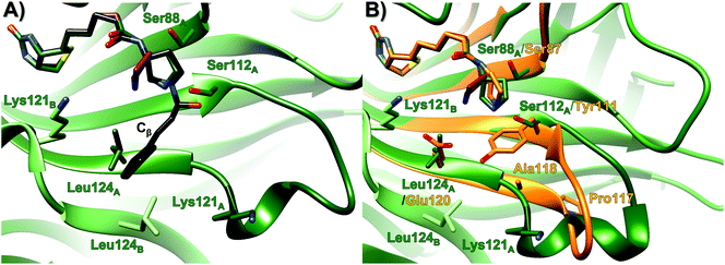 The role of streptavidin and its variants in catalysis by biotinylated ...