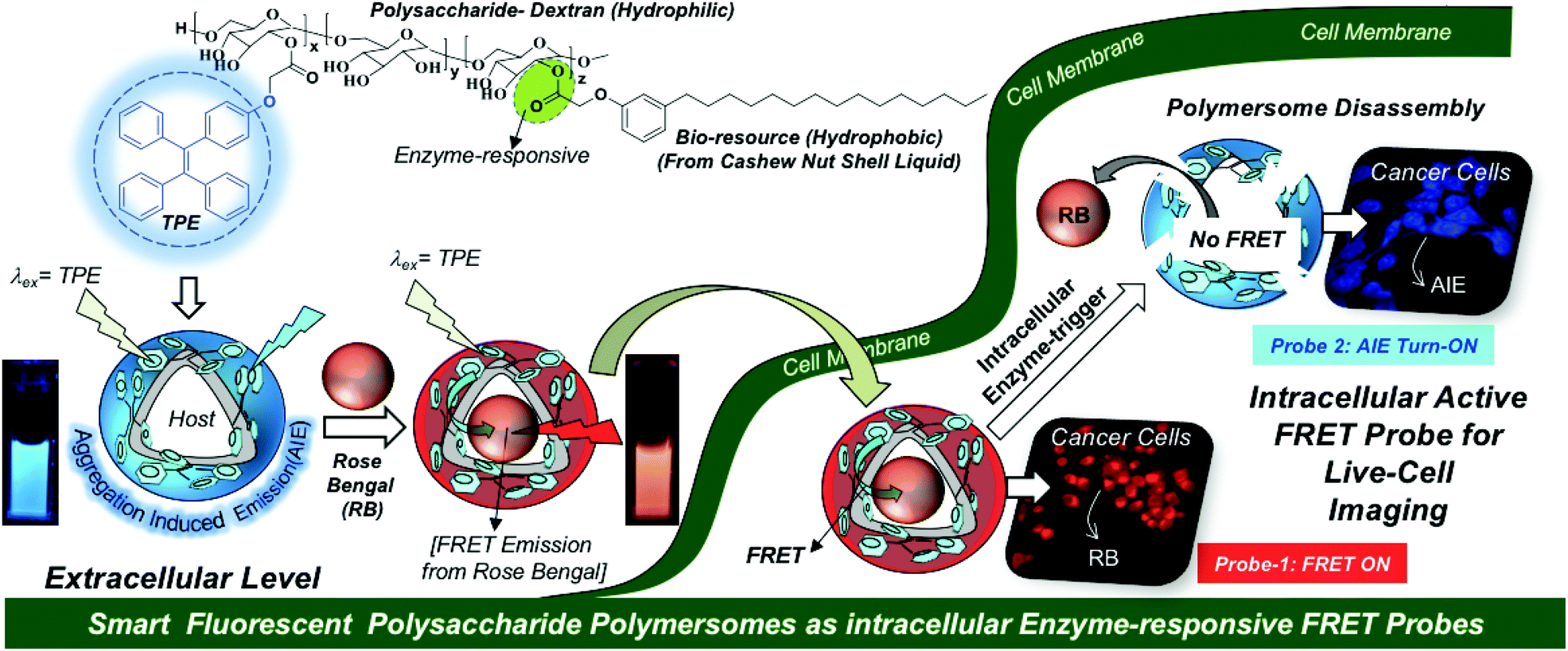 An AIE-driven fluorescent polysaccharide polymersome as an enzyme ...