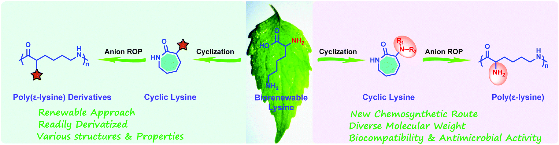 Poly(ε-lysine) and its derivatives via ring-opening polymerization of ...