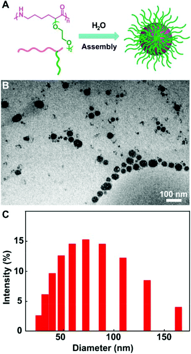 Poly(ε-lysine) and its derivatives via ring-opening polymerization of ...