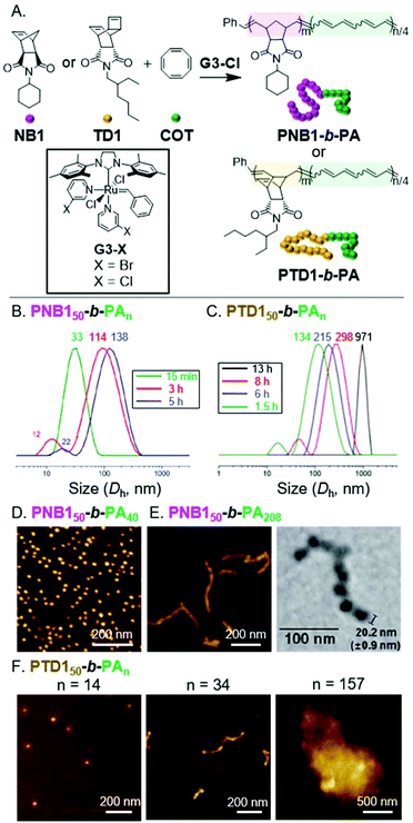 Direct formation of nano-objects via in situ self-assembly of ...