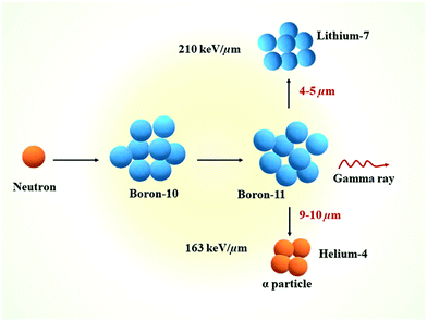 Polymers and boron neutron capture therapy (BNCT): a potent combination ...