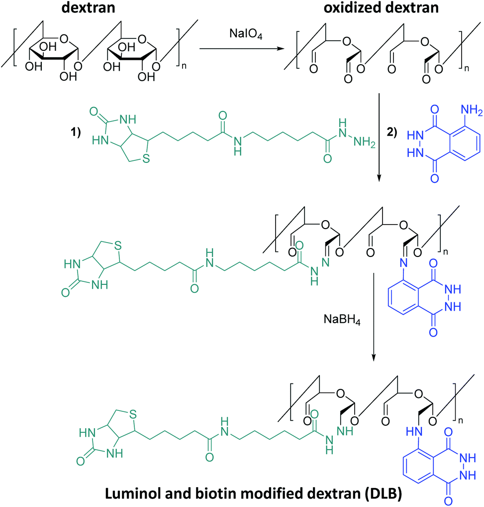 Untapped toolbox of luminol based polymers - Polymer Chemistry (RSC ...
