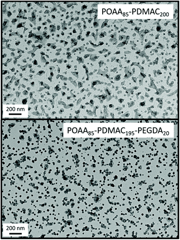 RAFT dispersion polymerization of N , N -dimethylacrylamide in a series ...