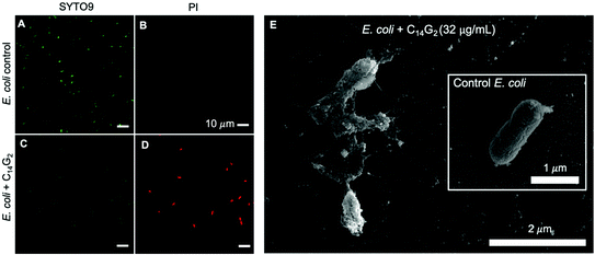 Guanidium-functionalized cationic molecular umbrellas as antibacterial ...