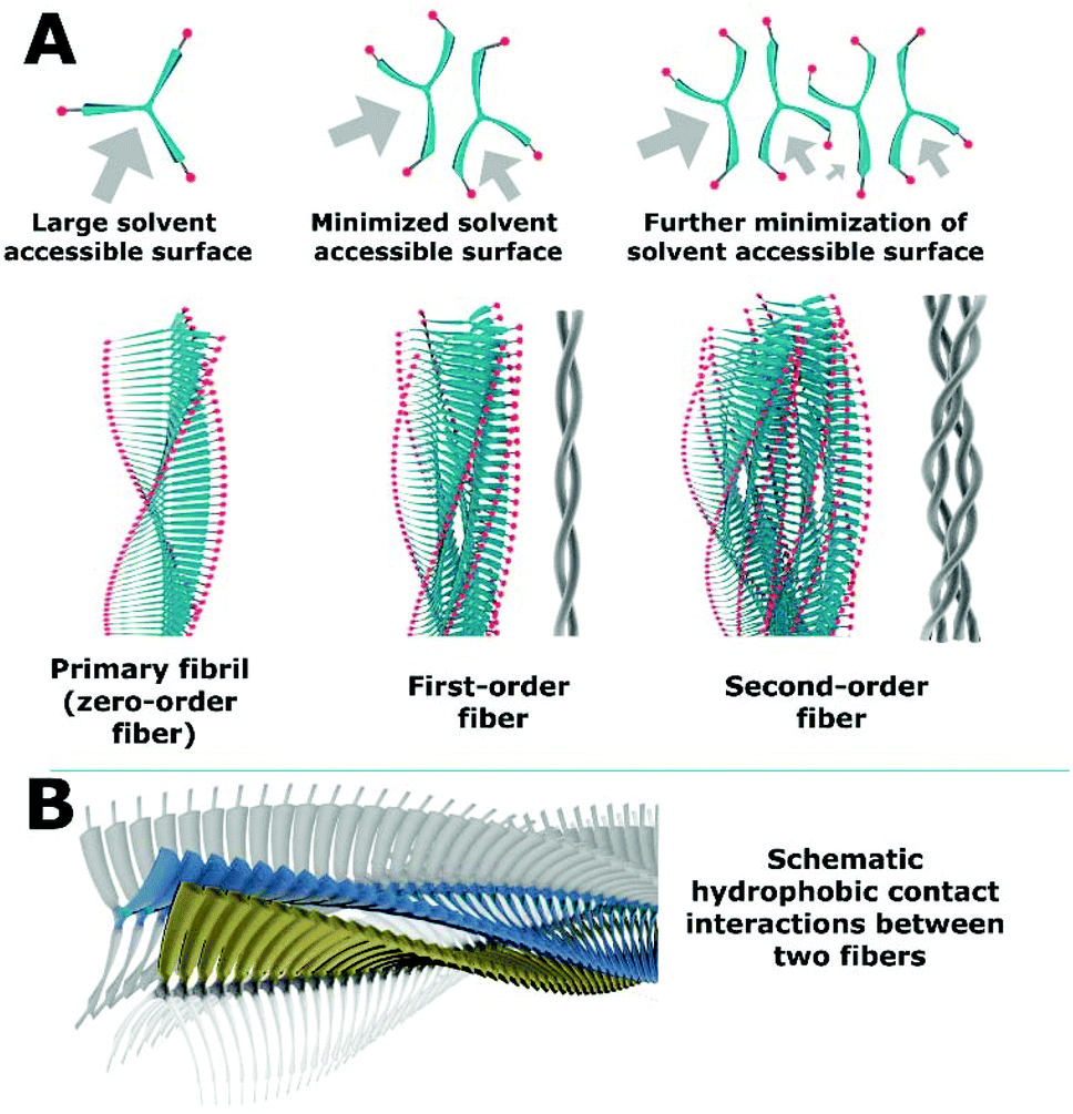 Higher-order interfiber interactions in the self-assembly of benzene-1 ...