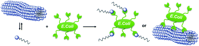 Synthesis and self-assembly of amphiphilic precision ...