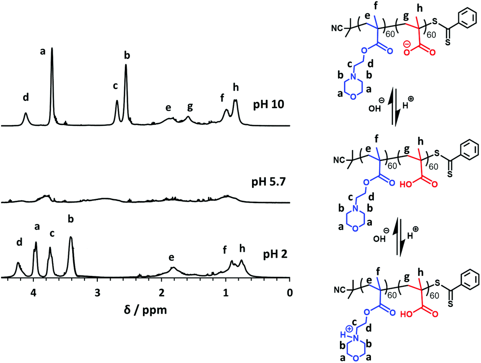 Synthesis of polyampholytic diblock copolymers via RAFT aqueous ...