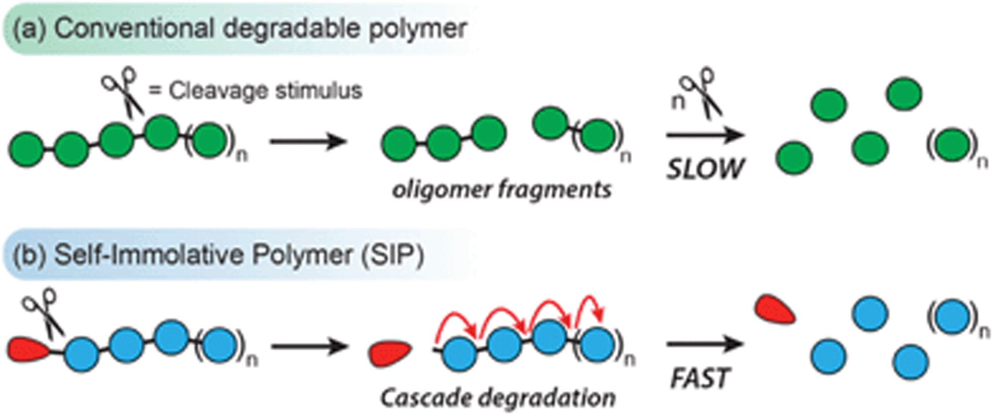 Post-polymerization ‘click’ end-capping of polyglyoxylate self ...