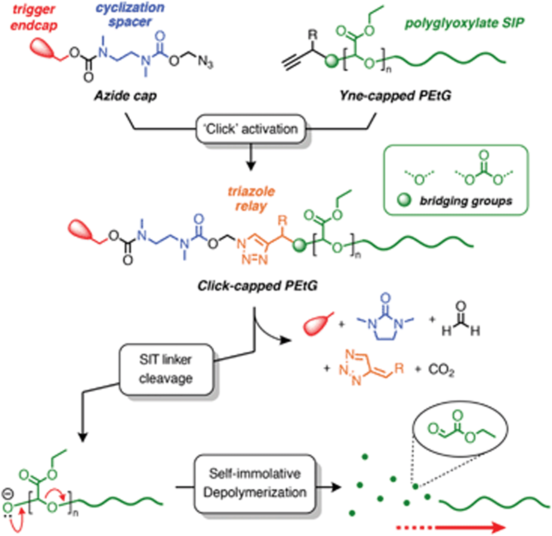 Post-polymerization ‘click’ end-capping of polyglyoxylate self ...