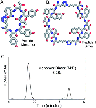 Copper–ligand clusters dictate size of cyclized peptide formed during ...