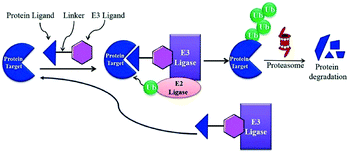 Bromodomain and BET family proteins as epigenetic targets in cancer ...