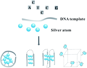 The spatial organization of trace silver atoms on a DNA template - RSC ...