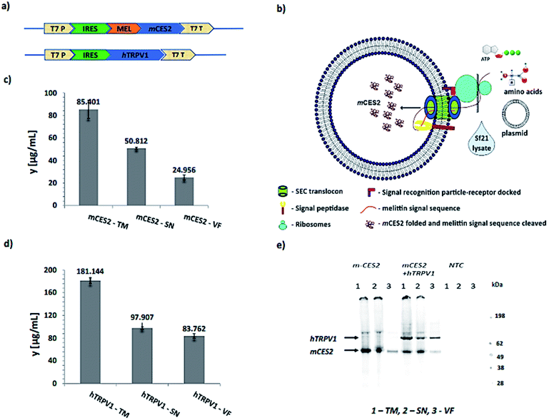 Targeted esterase-induced dye (TED) loading supports direct calcium ...
