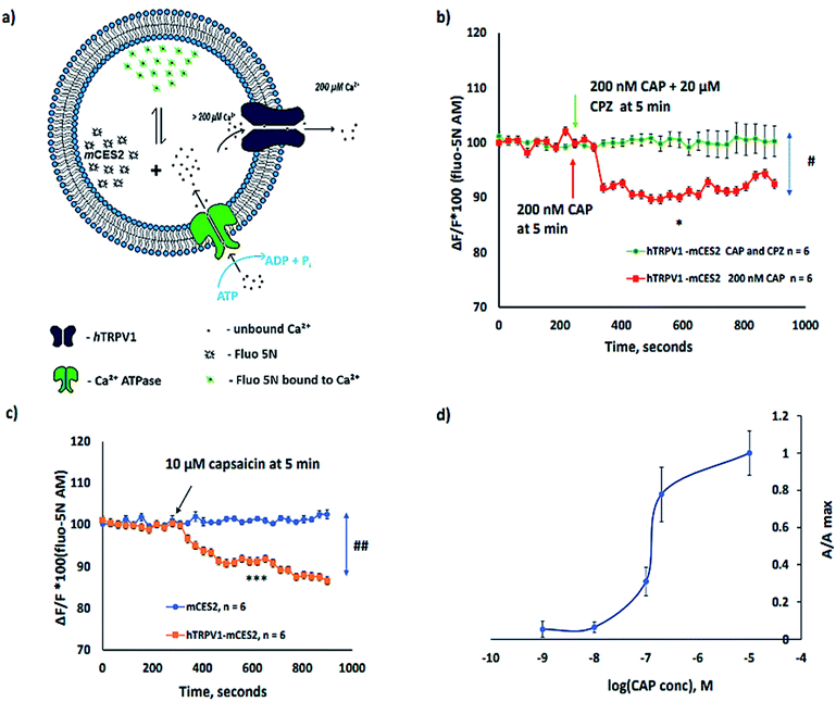 Targeted esterase-induced dye (TED) loading supports direct calcium ...
